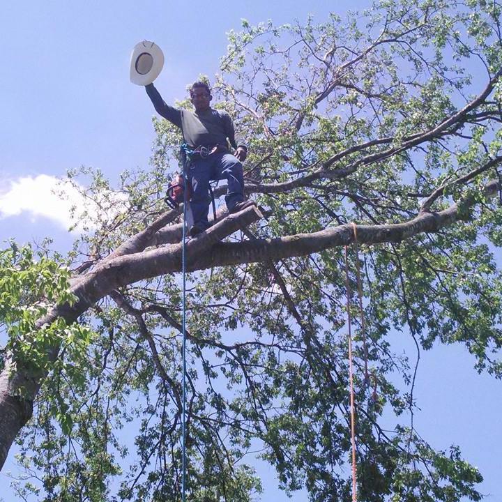 A Good Morning Tree Service | Services