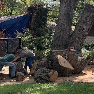 A Good Morning Tree Service | Services