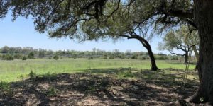 Pro Tree Service in Austin & Central TX | A Good Morning Tree Service