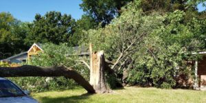 Pro Tree Service in Austin & Central TX | A Good Morning Tree Service