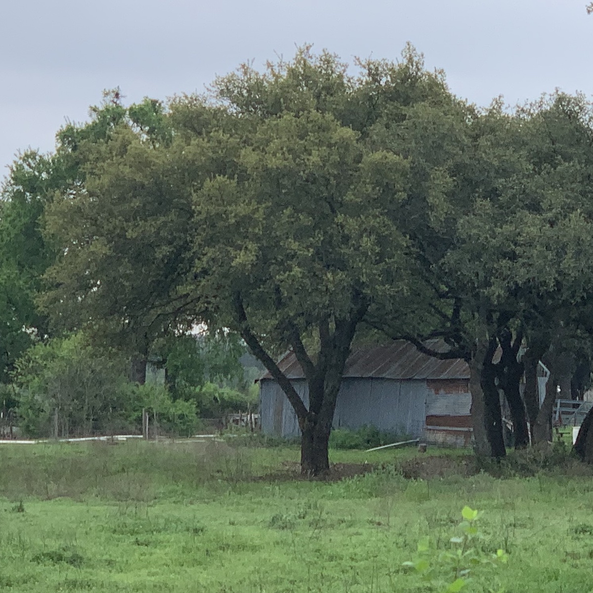 Tracy's Favorite Trees | AGMTS