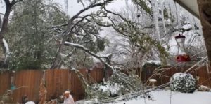 Pro Tree Service in Austin & Central TX | A Good Morning Tree Service