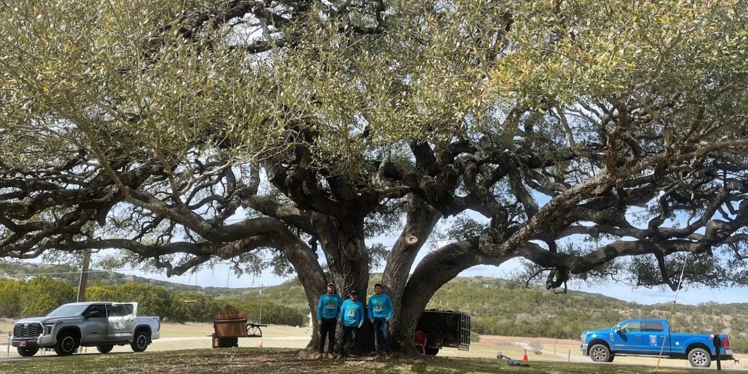 About Us | A Good Morning Tree Service