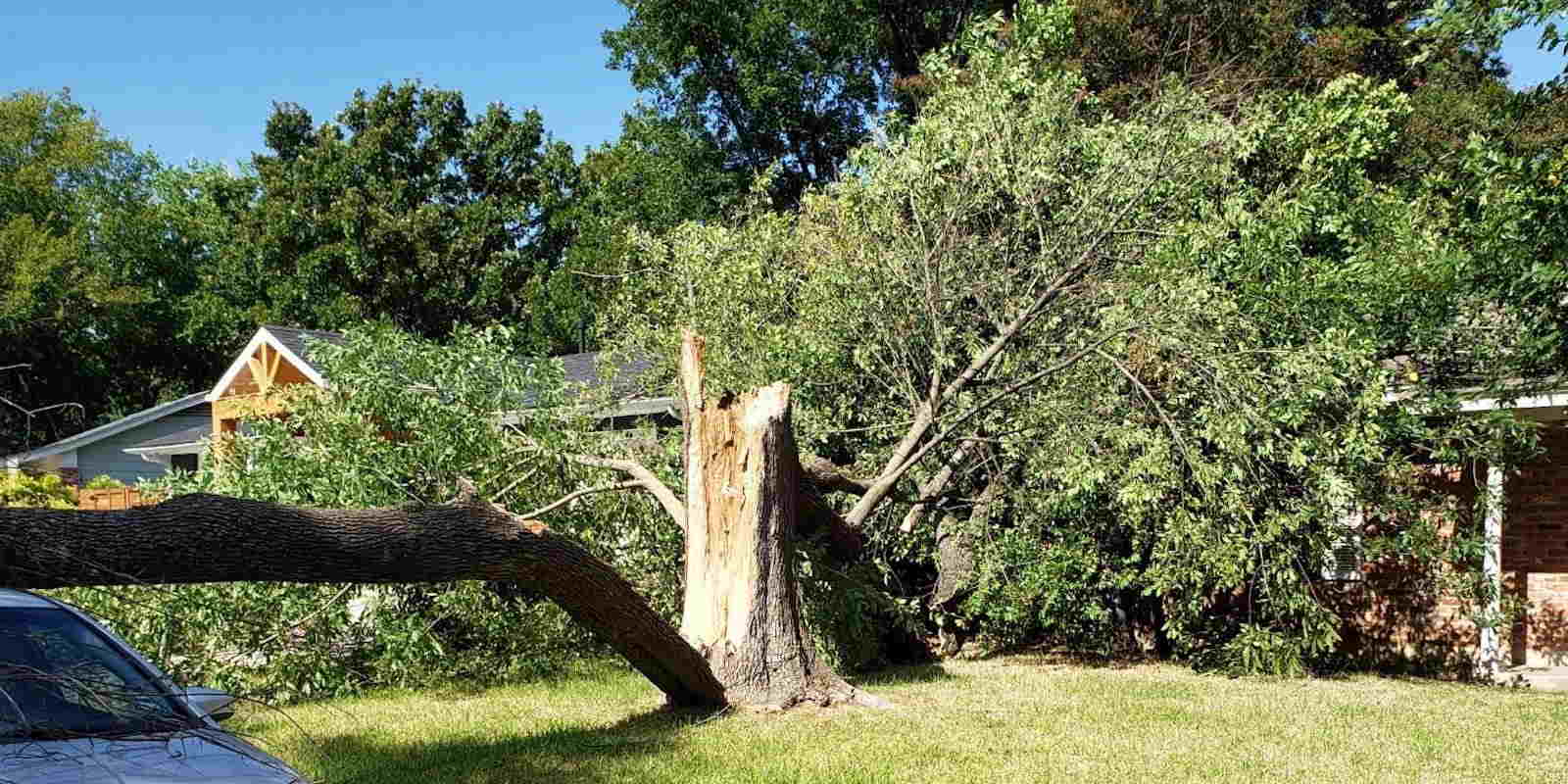 Emergency Tree Service in Austin, TX