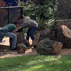 Pro Tree Service in Central TX | A Good Morning Tree Service