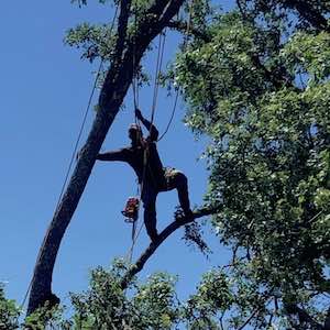 Pro Tree Service in Central TX | A Good Morning Tree Service